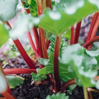 Naročite semena za zelenjavo zdaj - Bloomling spletna trgovina
