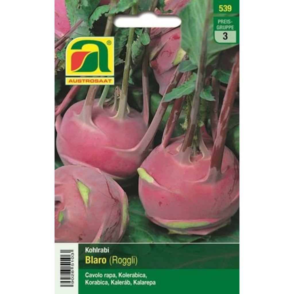 AUSTROSAAT Koleraba "delikatesna modra", 1 pkt - Bloomling spletna trgovina