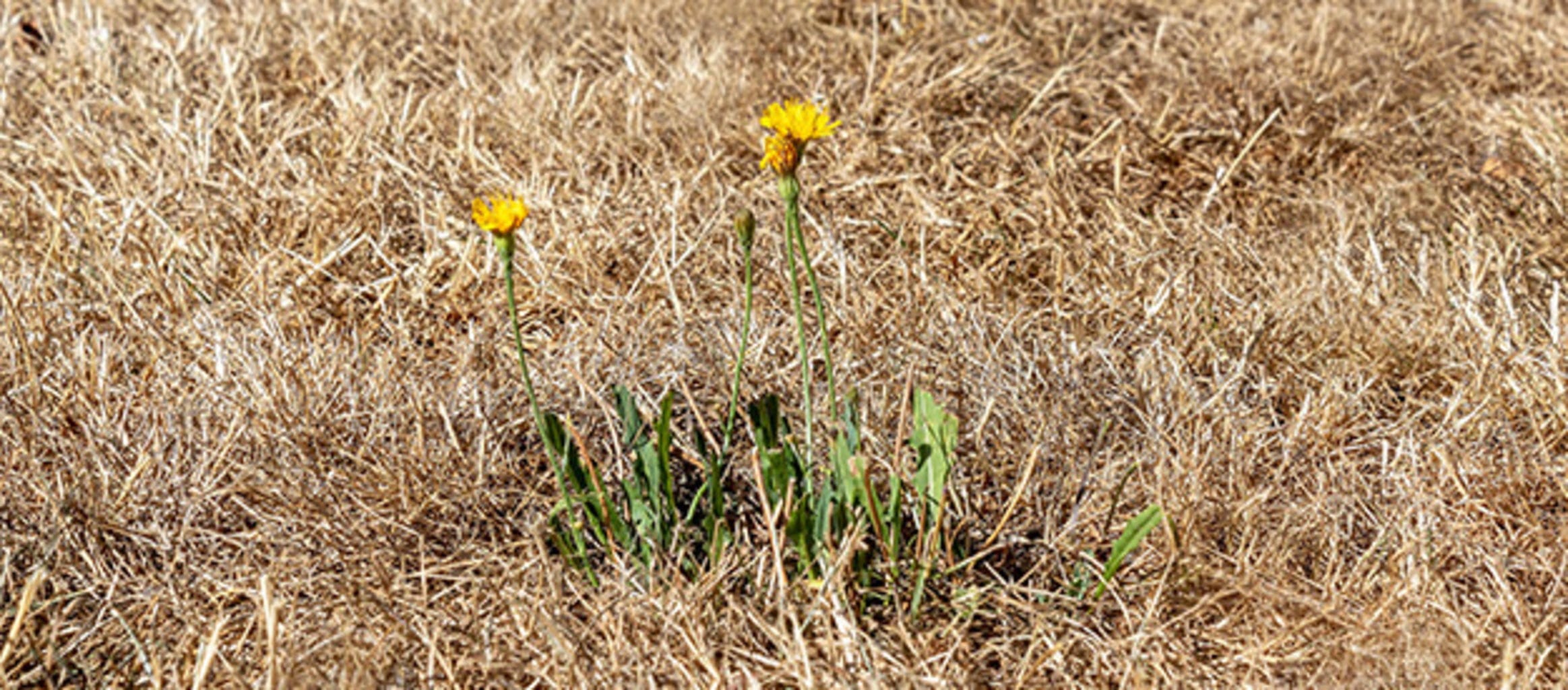 Grass Damage: Fix it Before it is Too Late - Gardening Guide ...