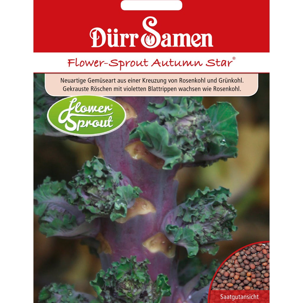 Dürr Samen Flower-Sprout Autumn Star® káposzta - Bloomling Online Shop