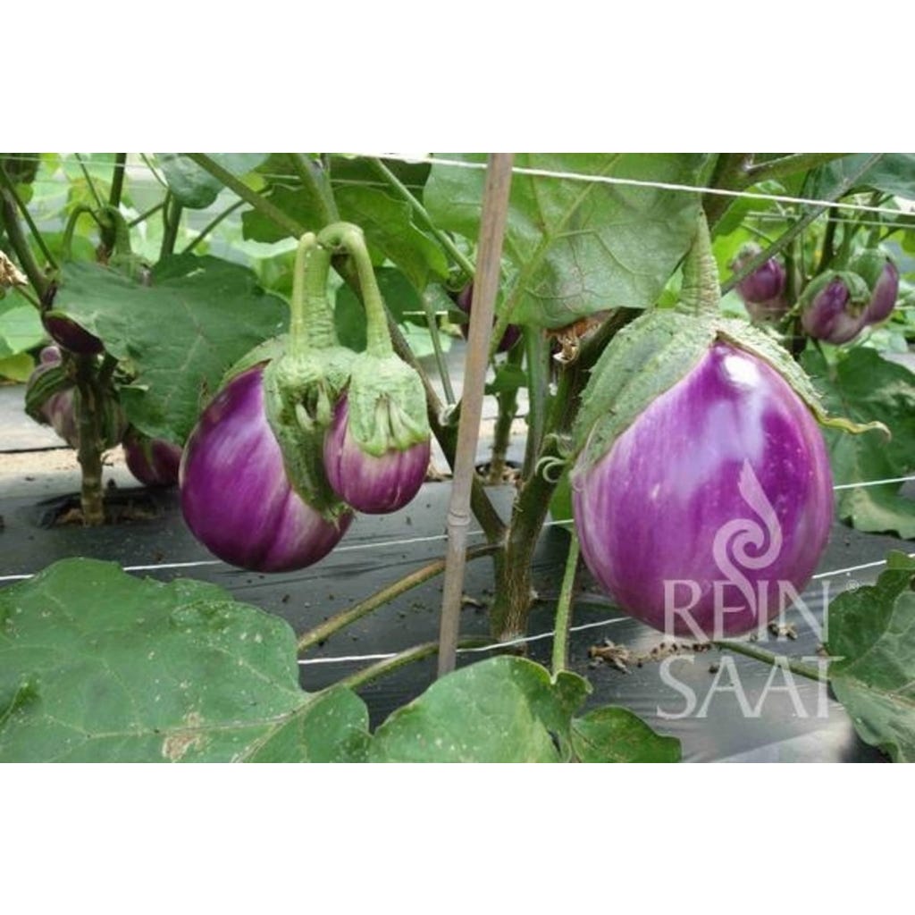 ReinSaat Jajčevec "Rotonda Bianca", 1 pkt - Bloomling spletna trgovina
