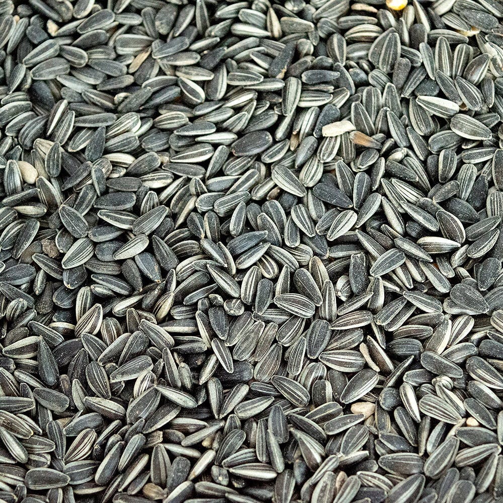 My Little Farm Bio slnečnicové semená - Internetový obchod Bloomling