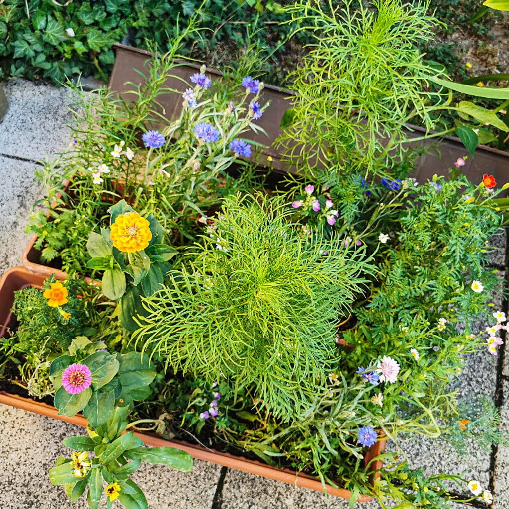 Own Grown Barvit balkon - Bloomling spletna trgovina